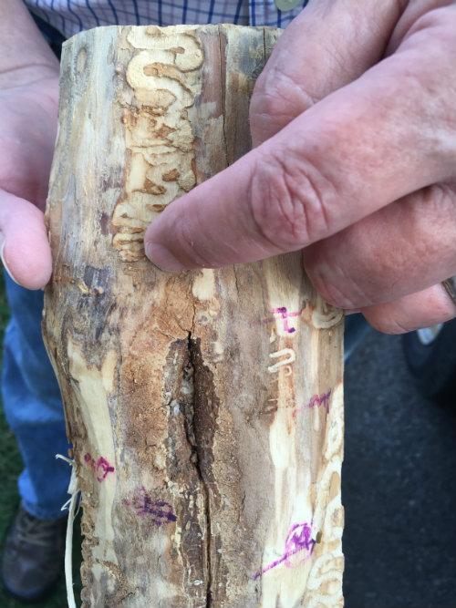 Emerald Ash Borer Treatment
