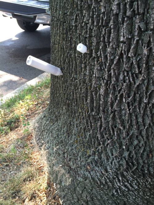 Emerald Ash Borer Treatment