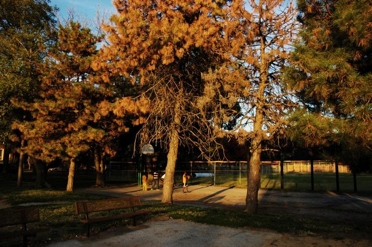 Fox Park | City of St. Louis Parks